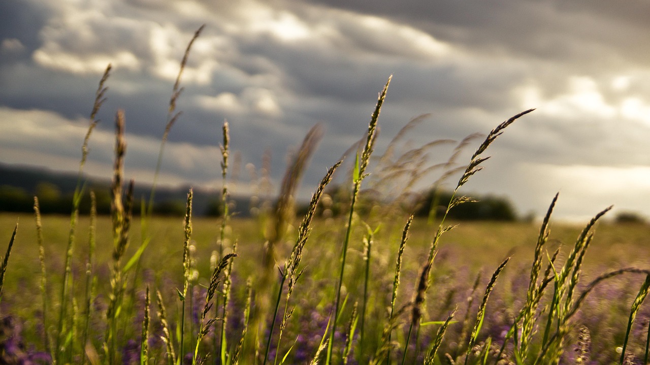 Prairie Paysage Le Printemps Les - Photo gratuite sur Pixabay - Pixabay
