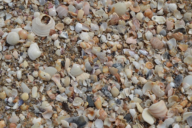 Shells Macro Sea Shore - Free photo on Pixabay - Pixabay