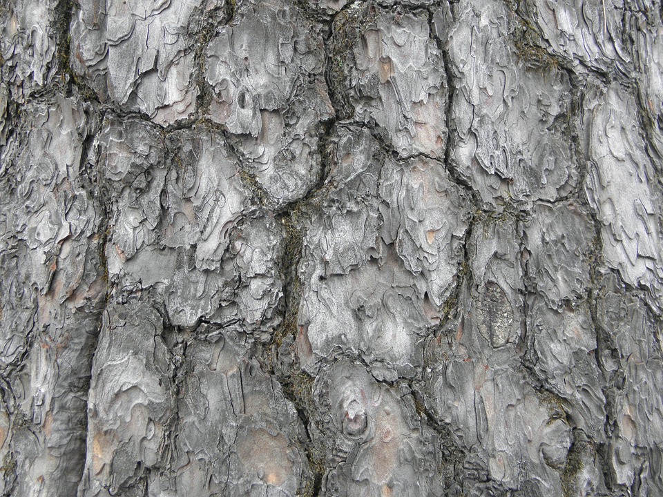 Baum Pine Natur - Kostenloses Foto auf Pixabay
