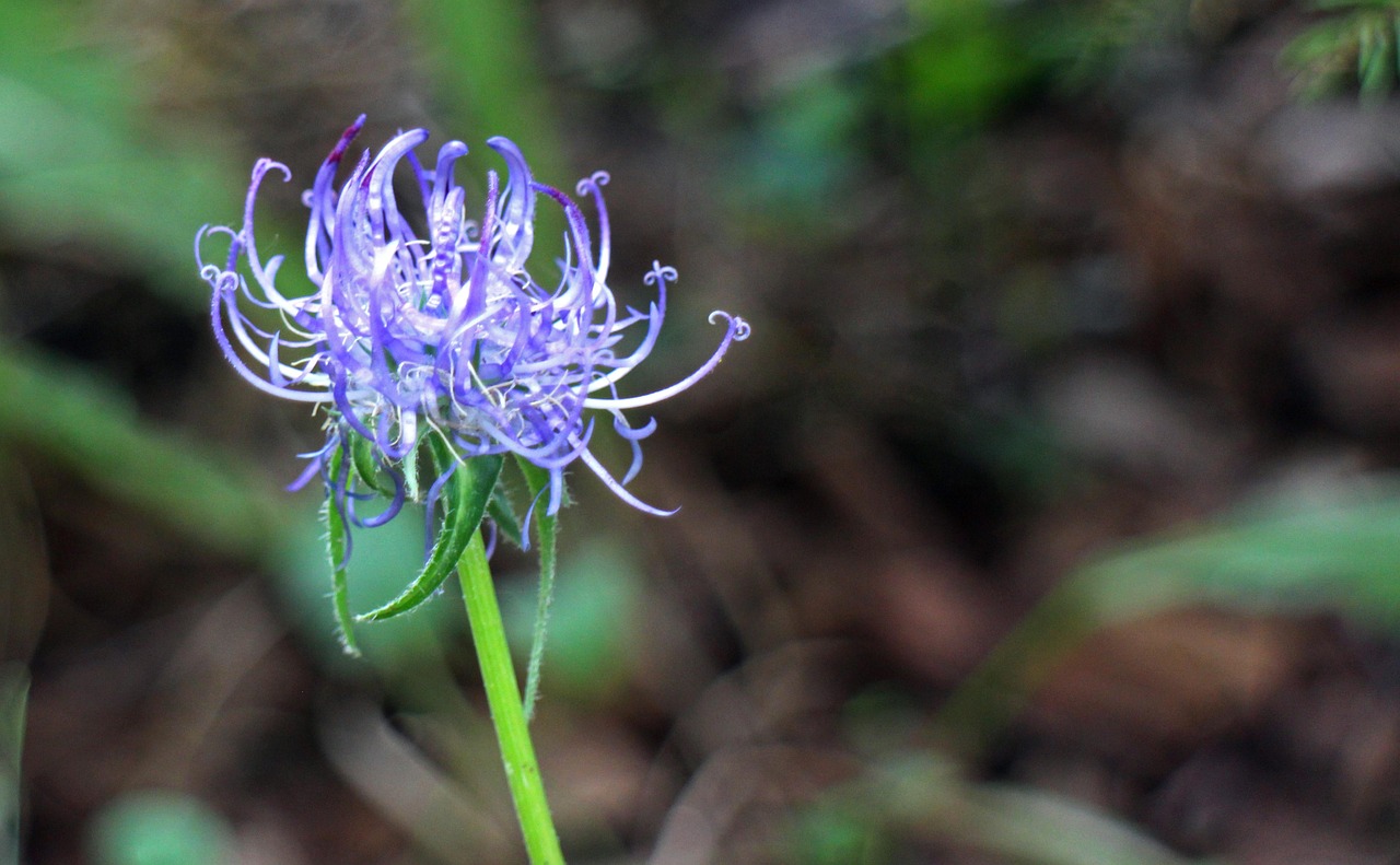 La Garra Del Diablo Flor Azul - Foto gratis en Pixabay - Pixabay