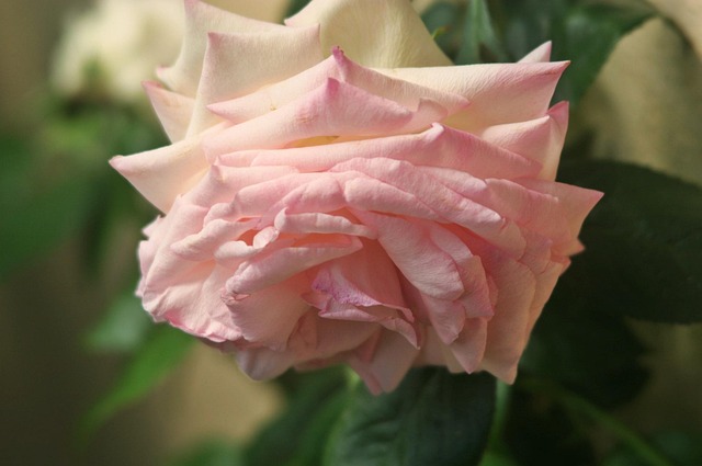 Noble Rosa Rosado - Foto gratis en Pixabay - Pixabay