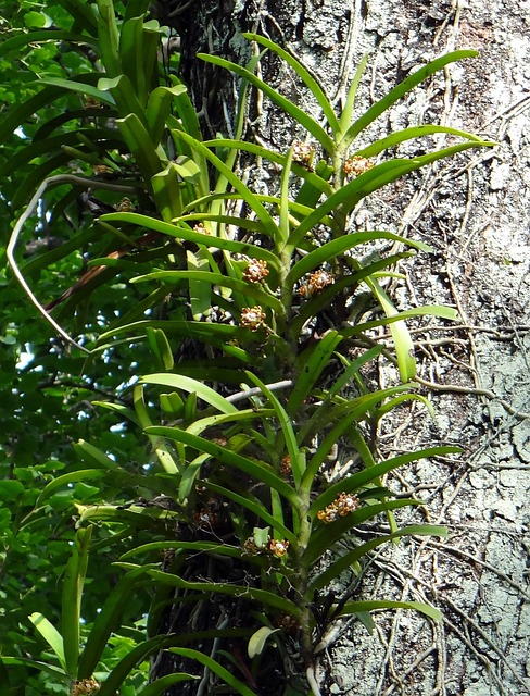 Acampe Praemorsa Orquídea Epifita - Foto gratis en Pixabay - Pixabay
