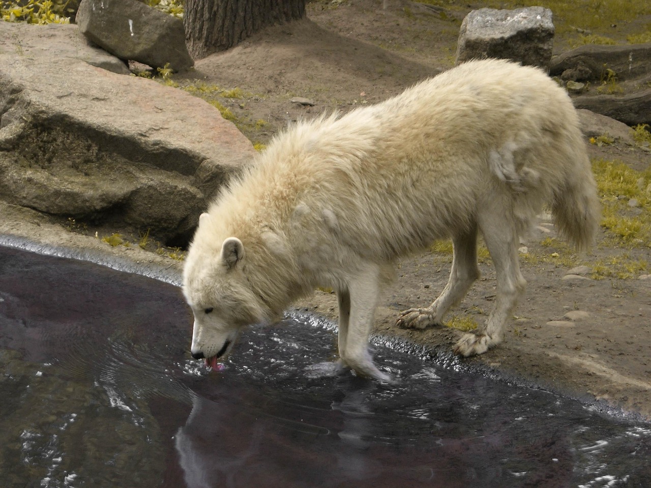 Wunderschne Zoo Im Ruhrgebiet Bild