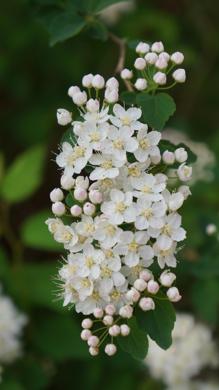 Angervo White Inflorescence Button - Free photo on Pixabay - Pixabay