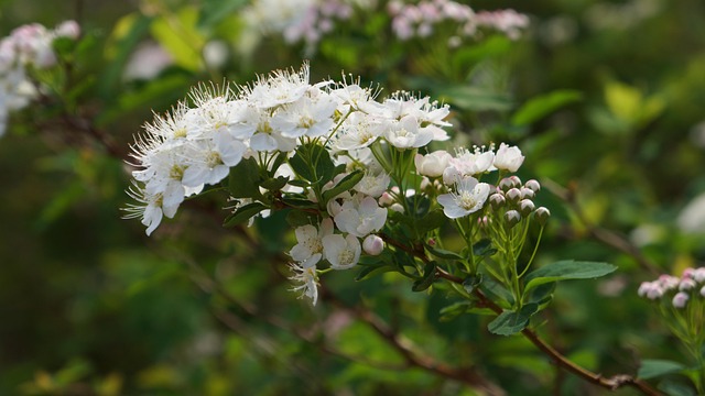 Angervo White Inflorescence - Free photo on Pixabay - Pixabay