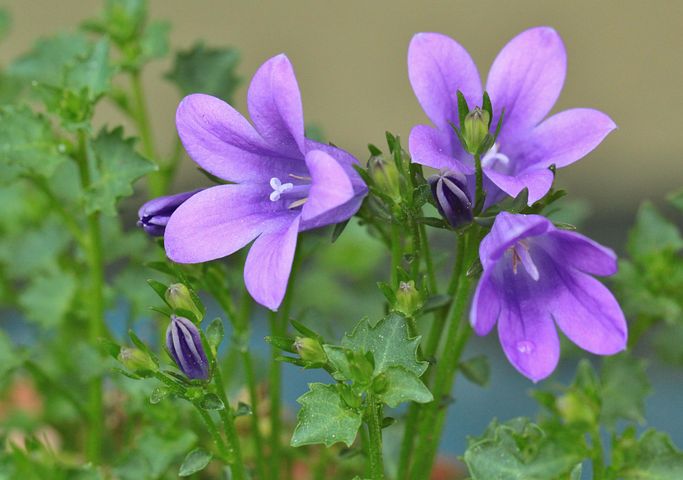 500+ Free Blue Bells & Blue Photos - Pixabay