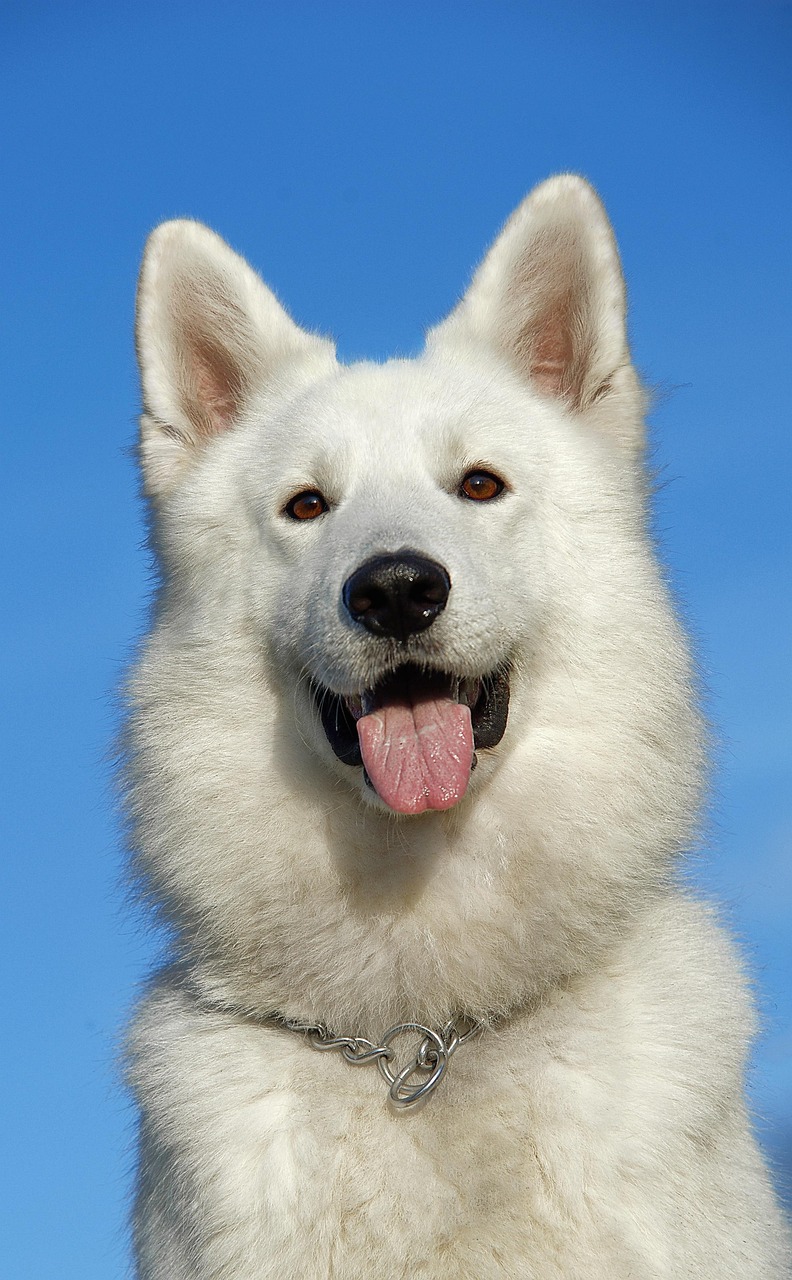 Swiss Shepherd Dog Domestic - Free photo on Pixabay