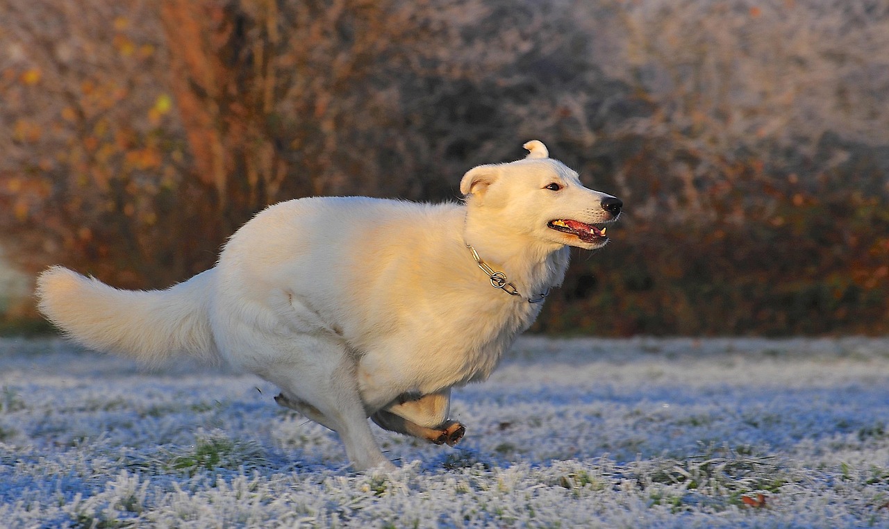 Swiss Shepherd Dog Run - Free photo on Pixabay - Pixabay