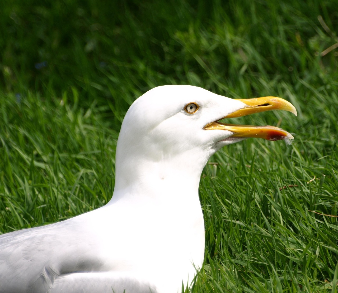 Mouette Oiseau Le Bec - Photo gratuite sur Pixabay