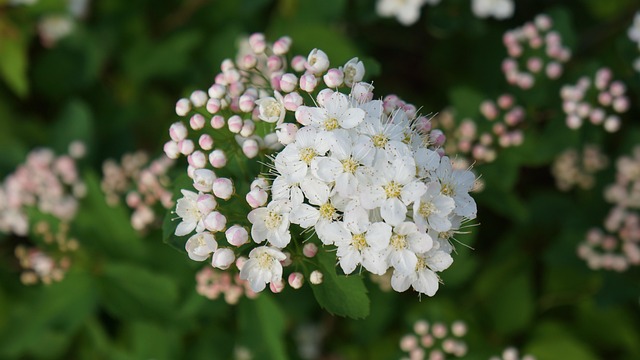 Angervo Inflorescence Blanche - Photo gratuite sur Pixabay - Pixabay