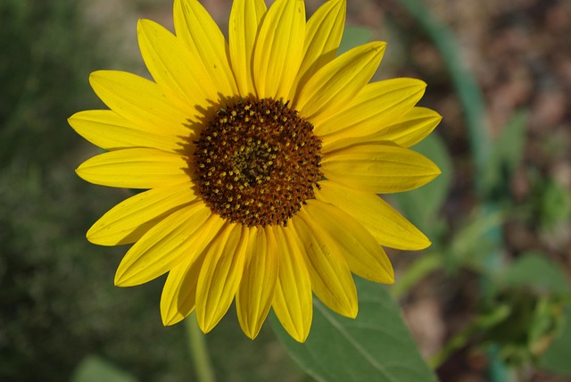 Bunga Matahari Kuning Musim - Foto gratis di Pixabay - Pixabay