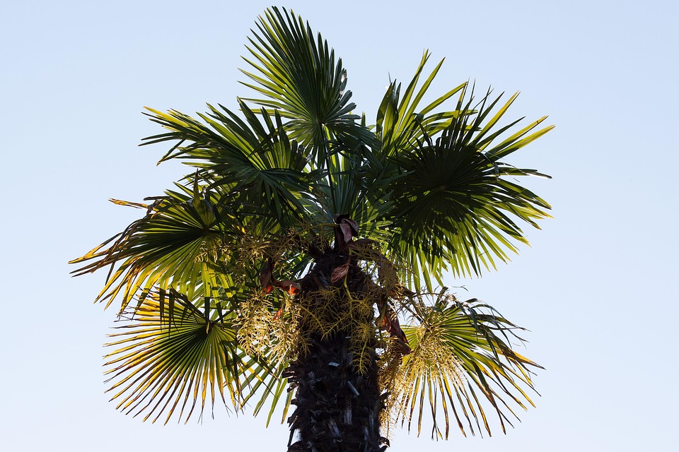 Palma Arecaceae Palmito - Foto gratis en Pixabay