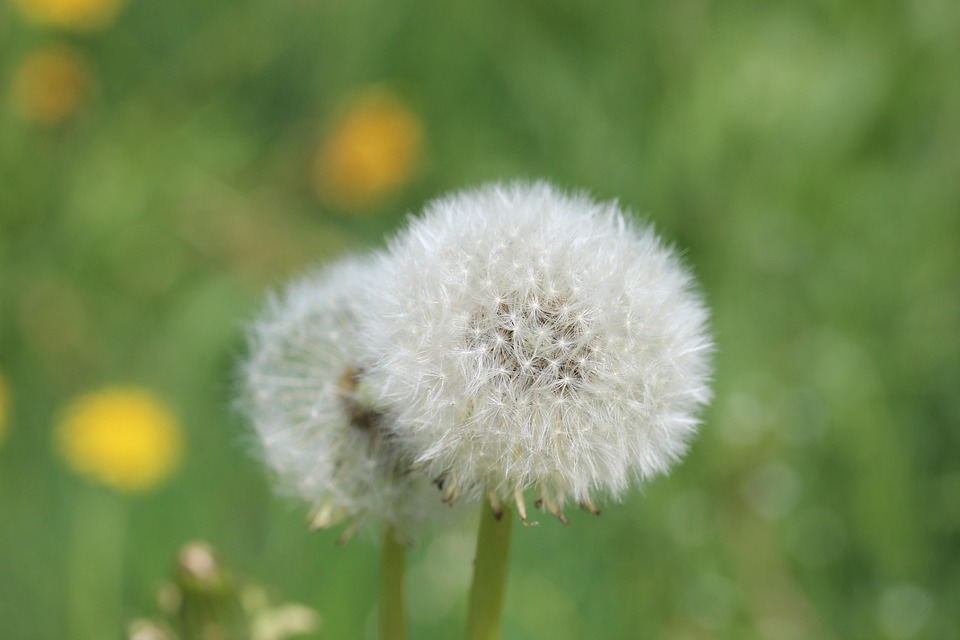 Pusteblume Wiese Gewöhnlicher - Kostenloses Foto auf Pixabay