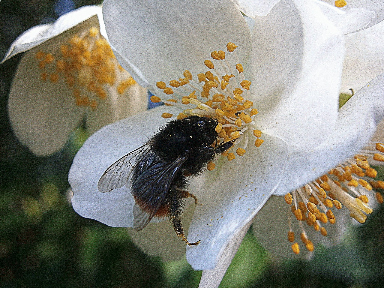 90+ Free Queen Bee & Bee Images - Pixabay