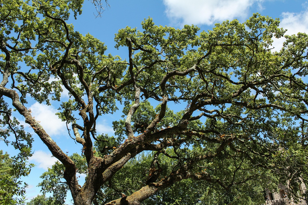 Baum Natur Bäume - Kostenloses Foto auf Pixabay - Pixabay