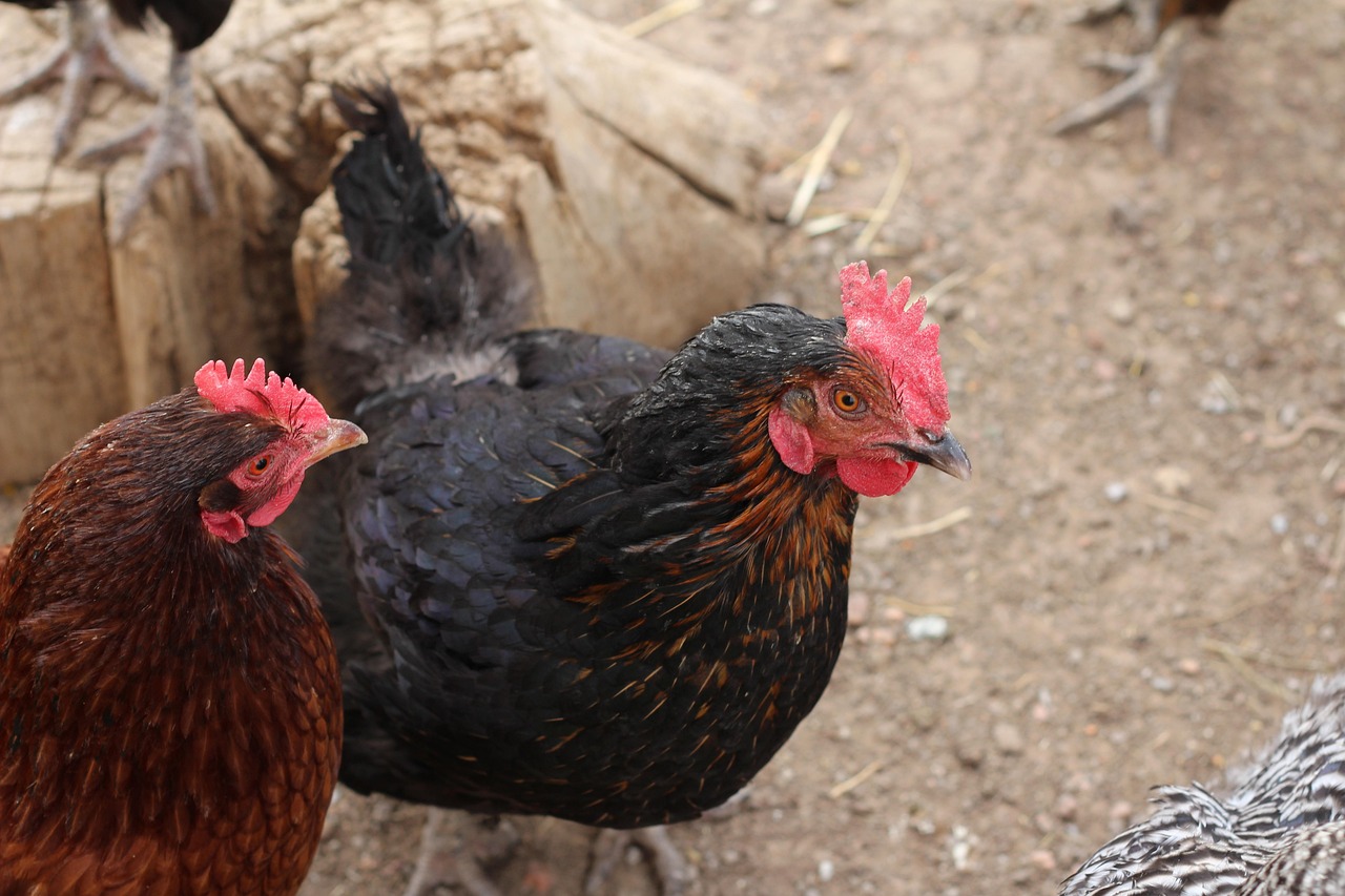 Chickens Chicken Coop Farm - Free photo on Pixabay - Pixabay