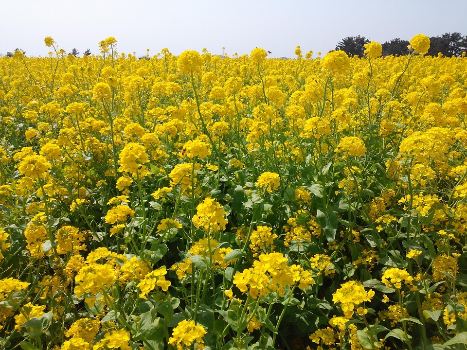 Rape Flowers Yellow Flower Jeju - Free photo on Pixabay - Pixabay