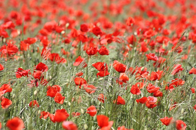 Coquelicots Fleurs Sur Le Terrain - Photo gratuite sur Pixabay - Pixabay