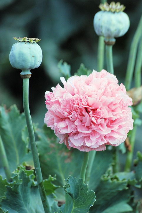 Poppy Flower Blooms Cultivated - Free photo on Pixabay