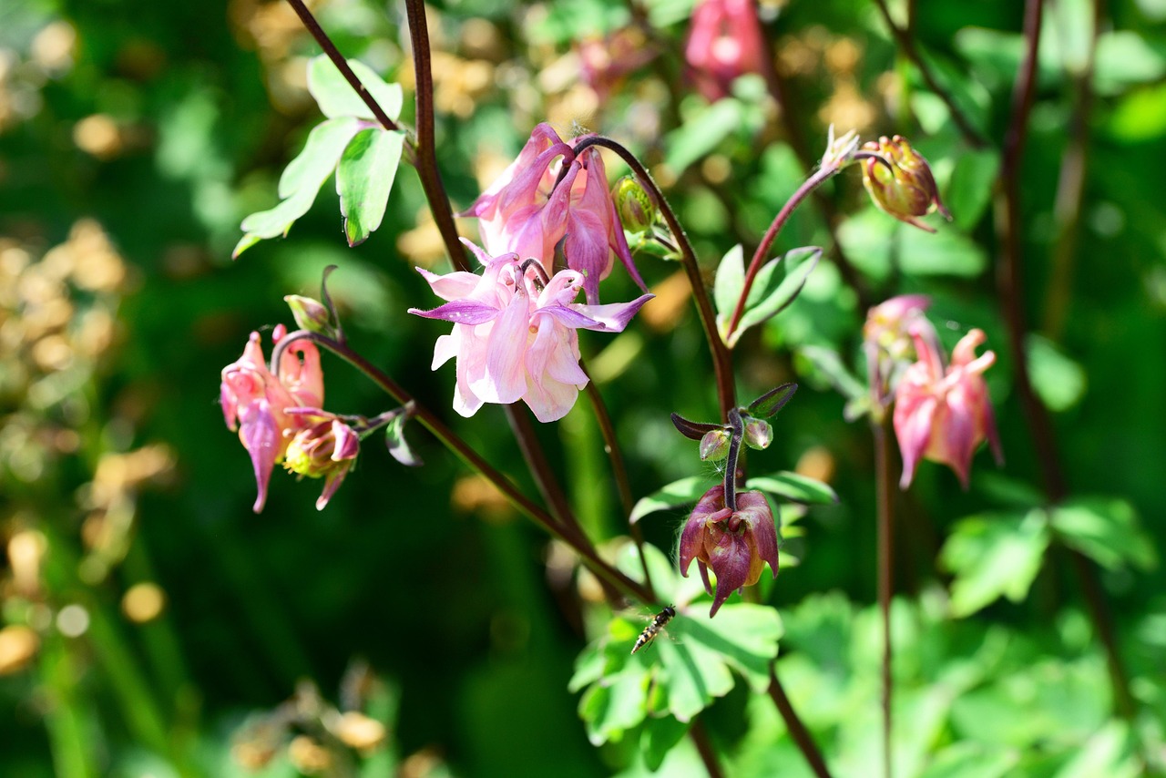 400+ Free Columbine & Nature Images - Pixabay