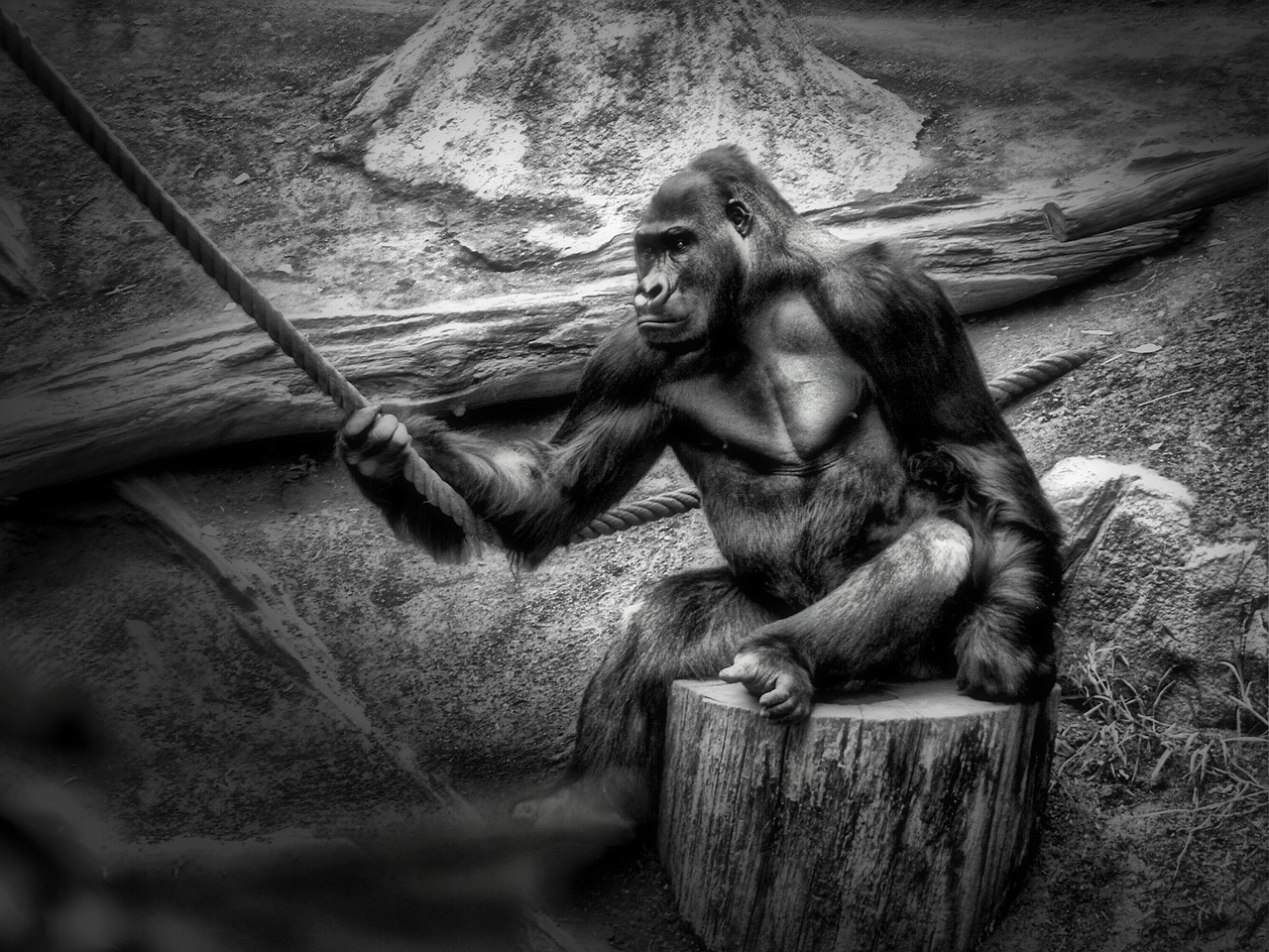 Ape Gorilla Habitat - Free photo on Pixabay