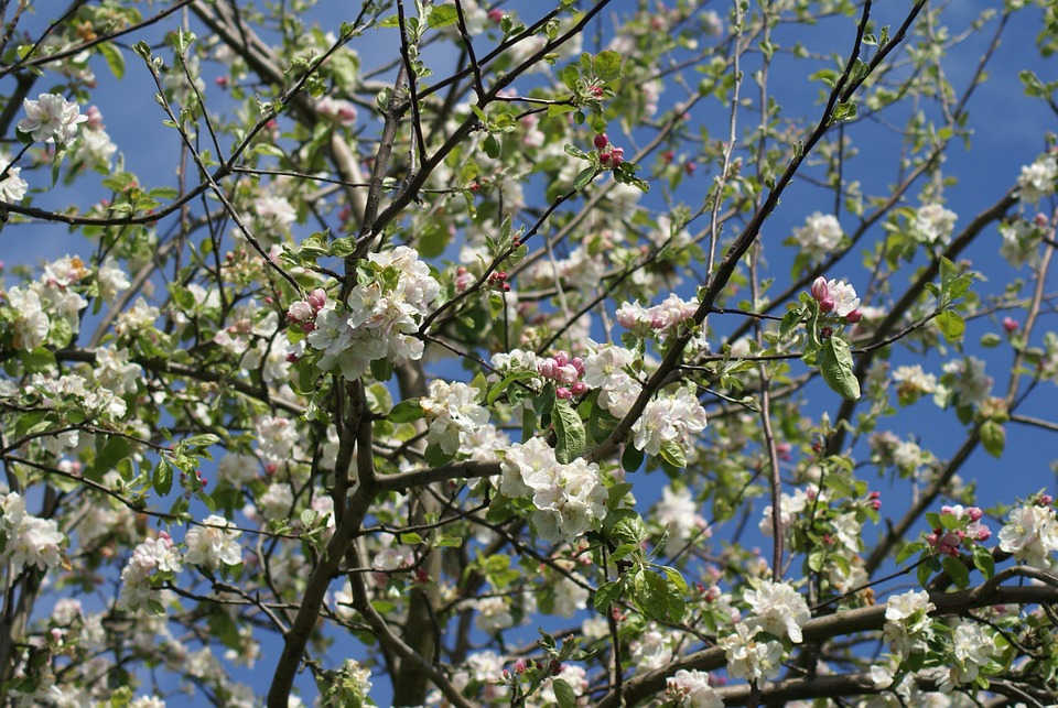 Spring Apple Blossoms - Free photo on Pixabay - Pixabay