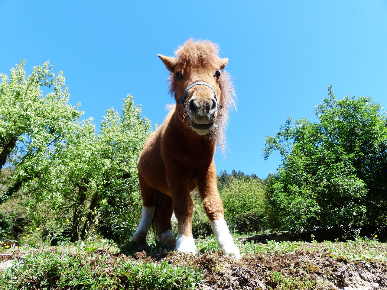 Shetlandský Poník Koňa - Fotografia zdarma na Pixabay - Pixabay