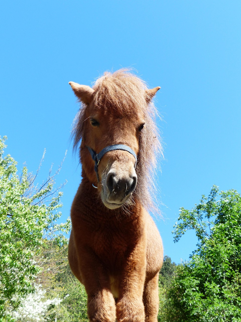 Shetland Pony Horse - Free photo on Pixabay - Pixabay