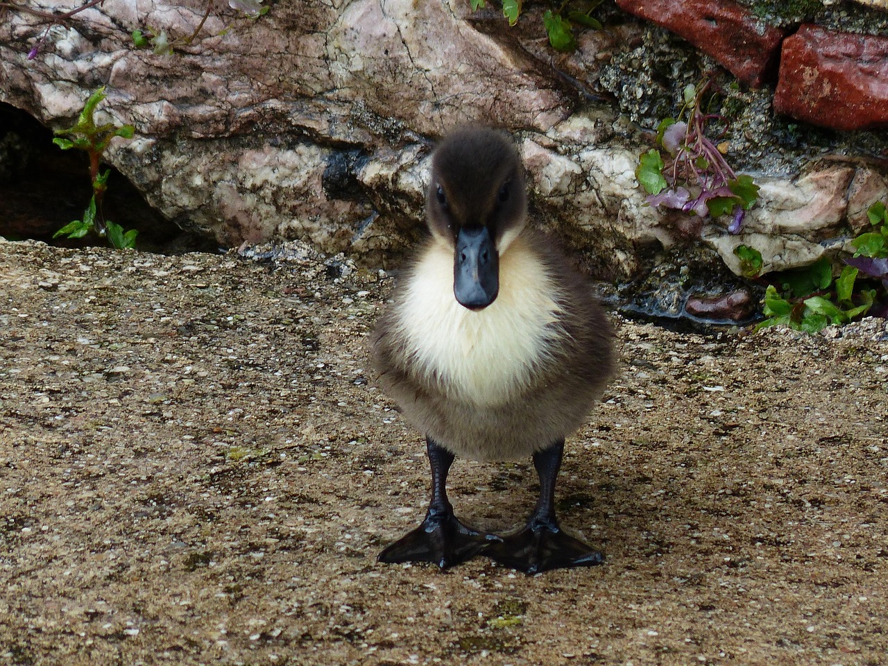 Ducks Chick Small - Free photo on Pixabay