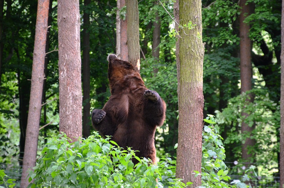 Soportar Bosque Parque Ambiental - Foto gratis en Pixabay - Pixabay