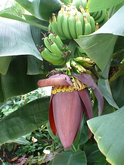 Bananengewächs Bilder · Pixabay · Kostenlose Bilder herunterladen