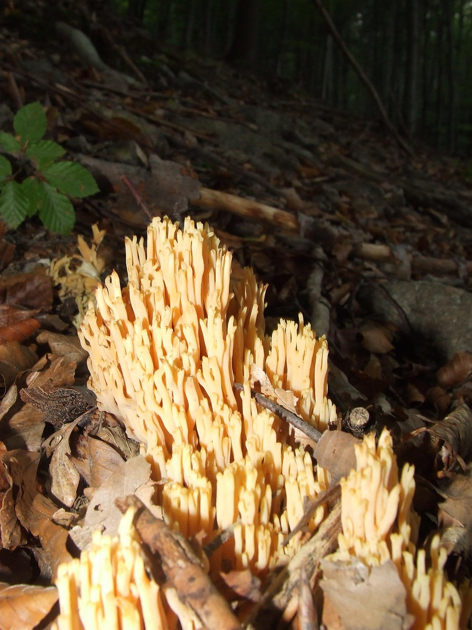 Cogumelo Floresta Natureza - Foto gratuita no Pixabay - Pixabay