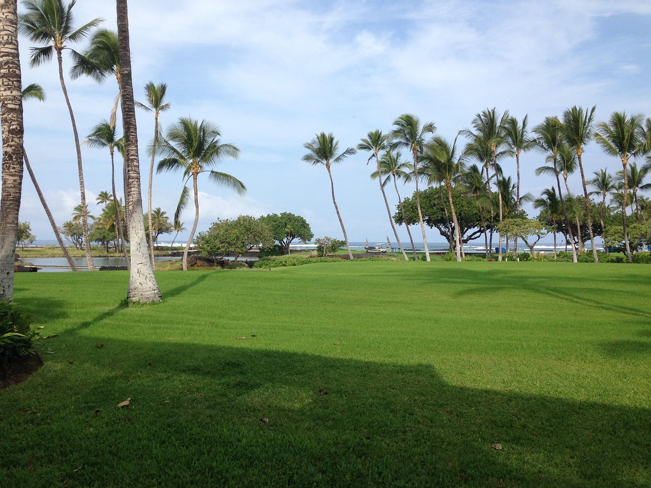 Lawn Palm Trees Landscapes Free Photo On Pixabay Pixabay