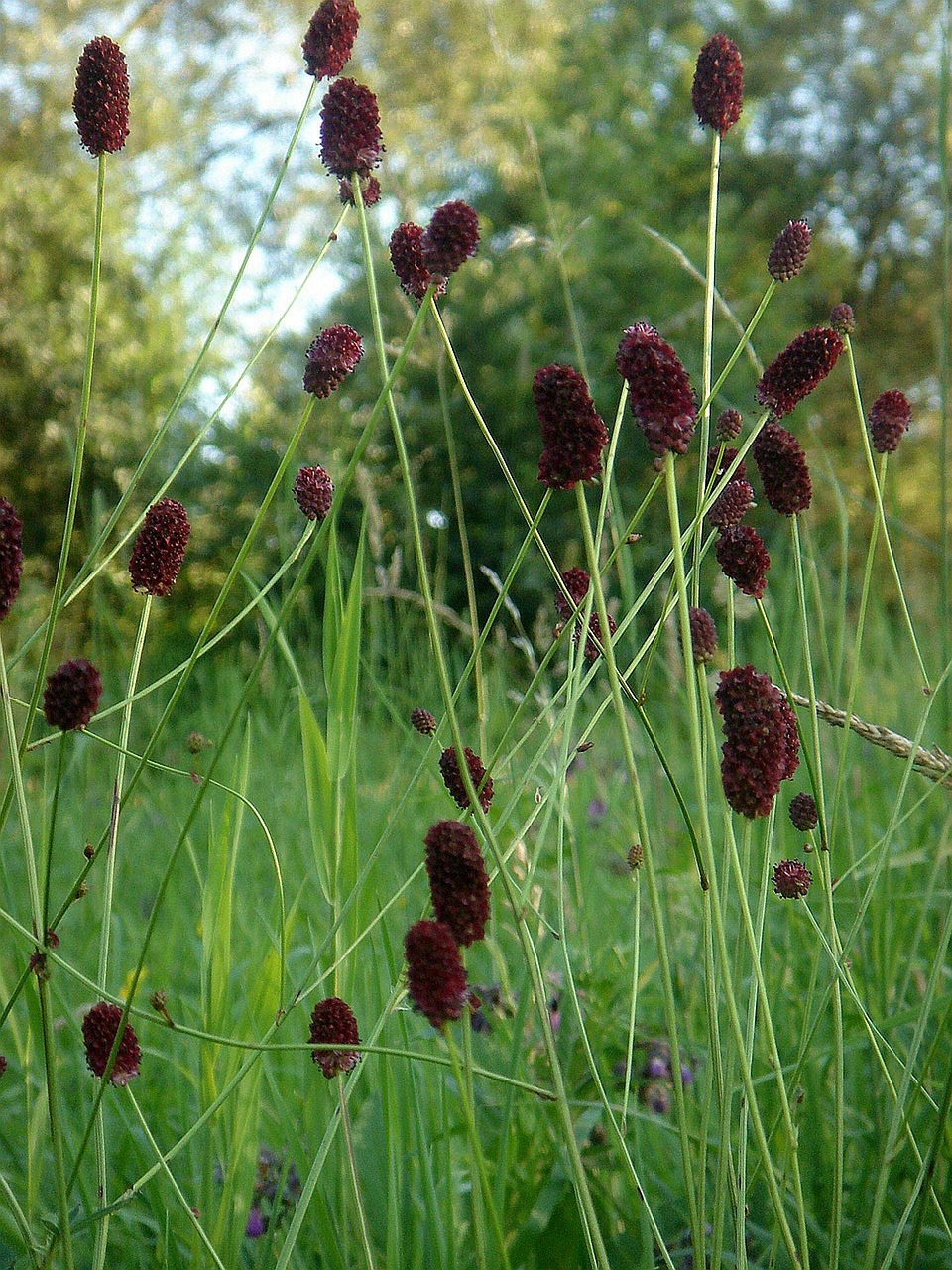 Fleur De Prairie Dans L'Herbe Le - Photo gratuite sur Pixabay - Pixabay