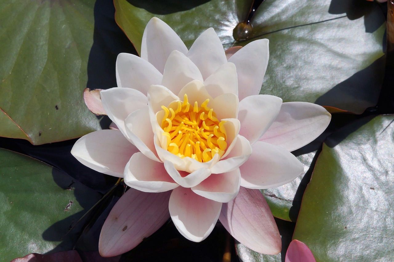 Nenúfar Flor Planta Aquática - Foto gratuita no Pixabay - Pixabay