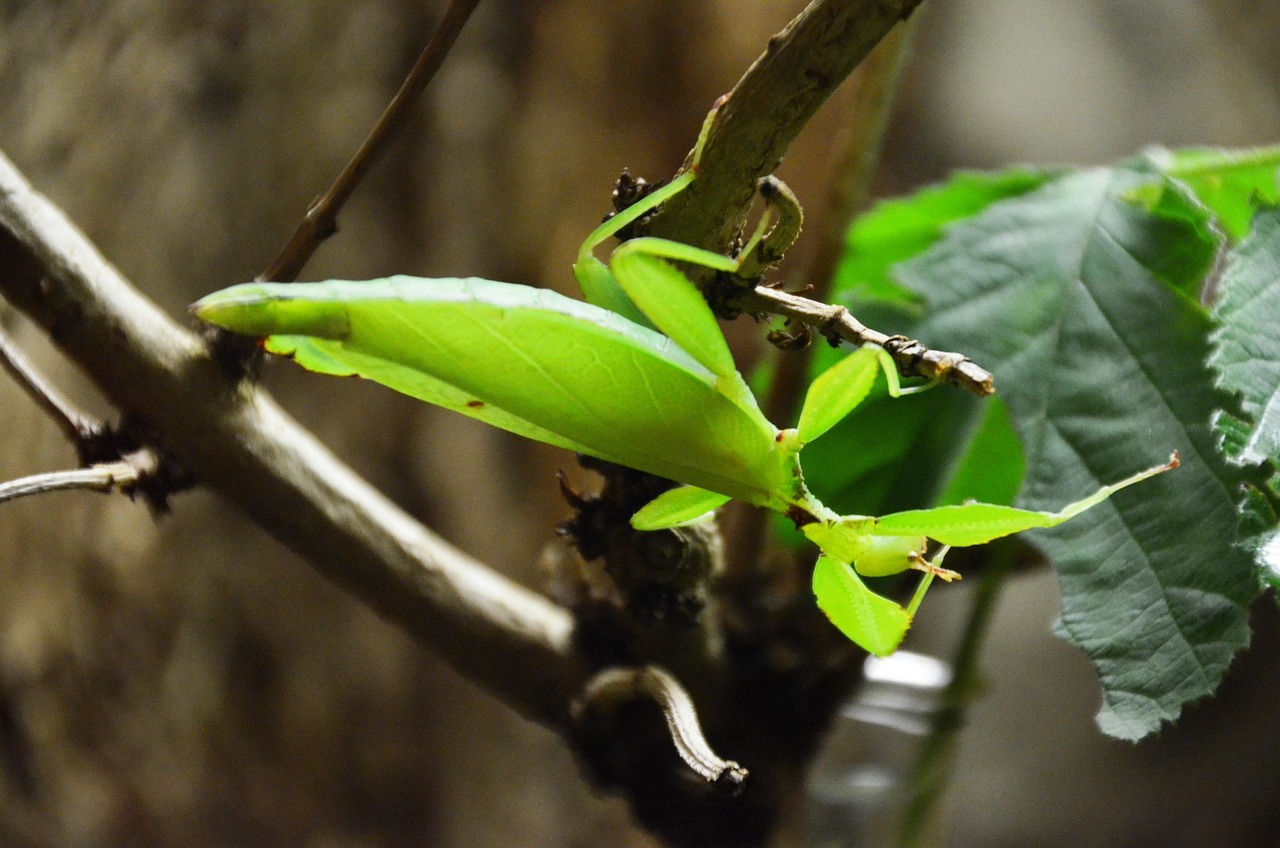 Mantis Animal Hoja - Foto gratis en Pixabay - Pixabay