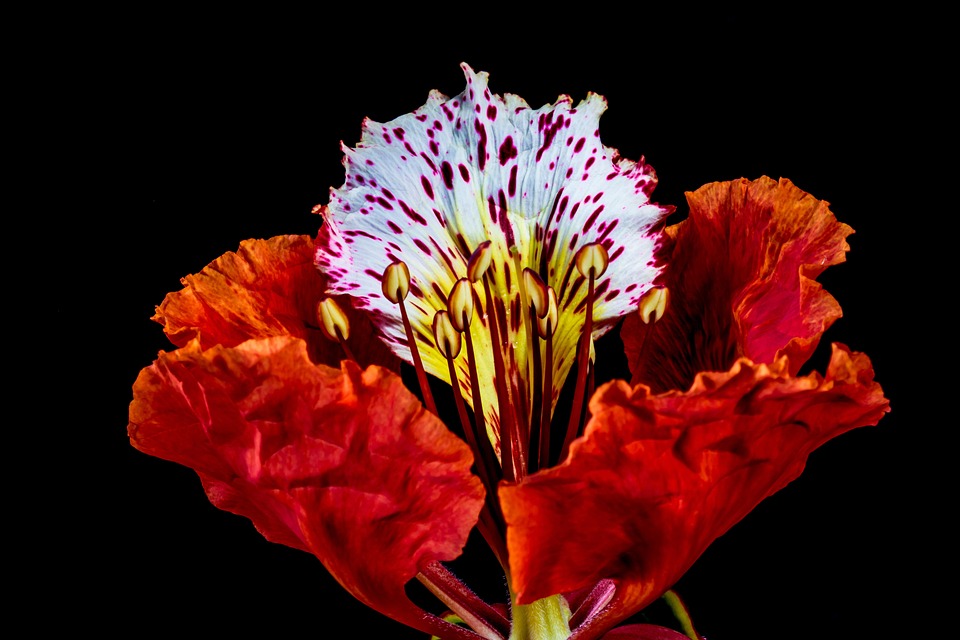 Blossom Bloom - Free photo on Pixabay