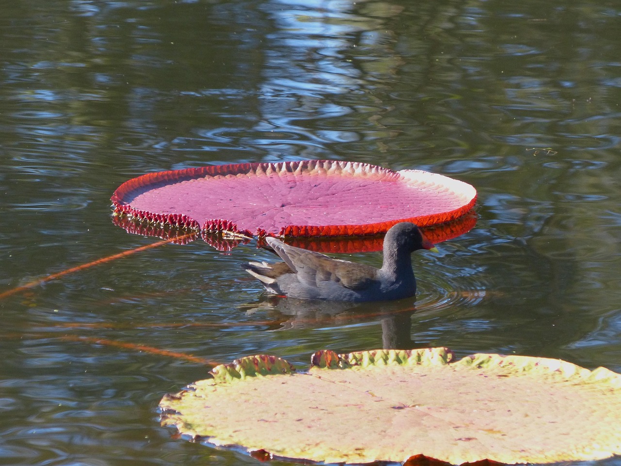 Water Hen Fowl Lily - Free photo on Pixabay - Pixabay