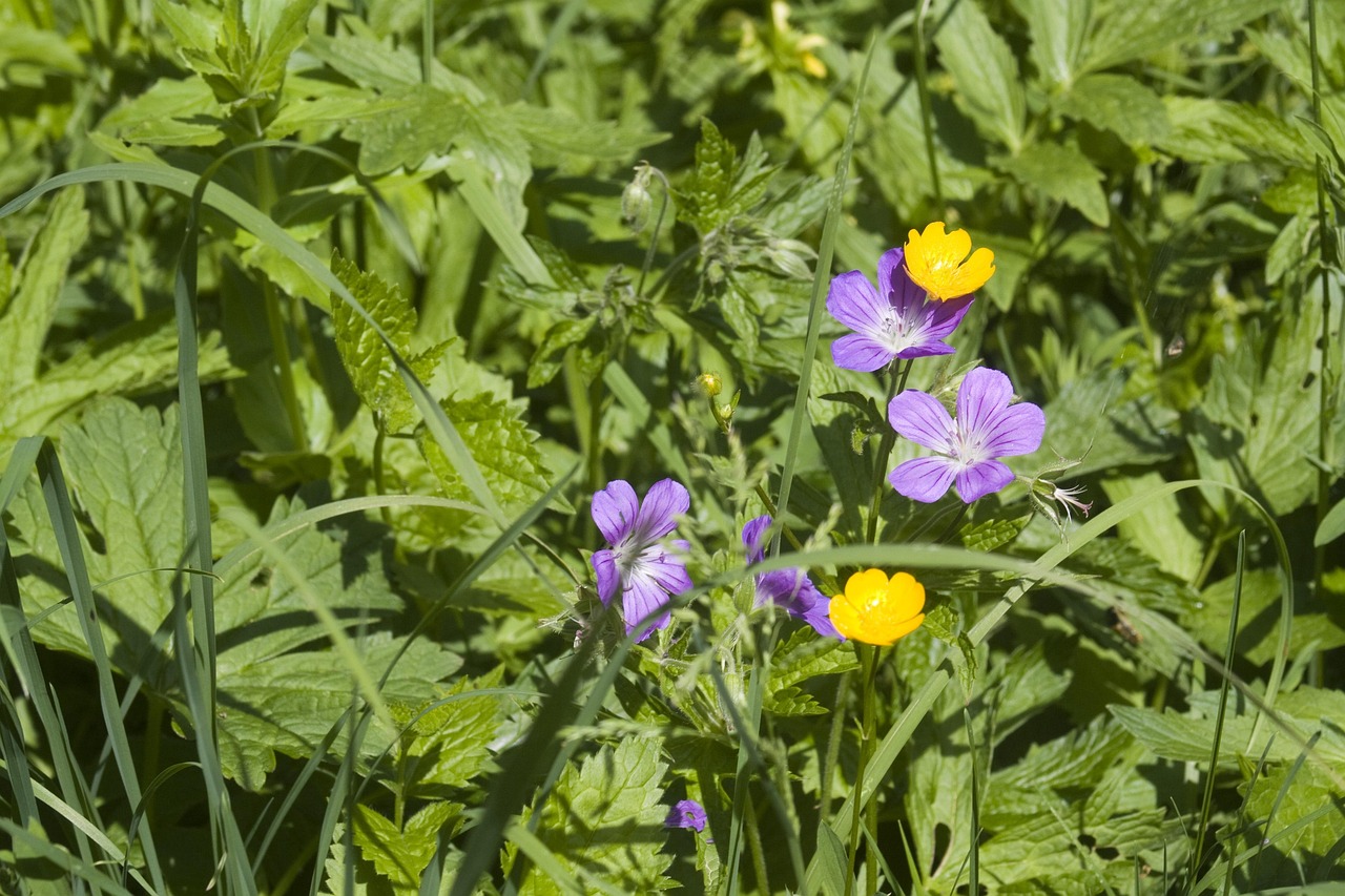 Prado De Flores El Verano - Foto gratis en Pixabay - Pixabay