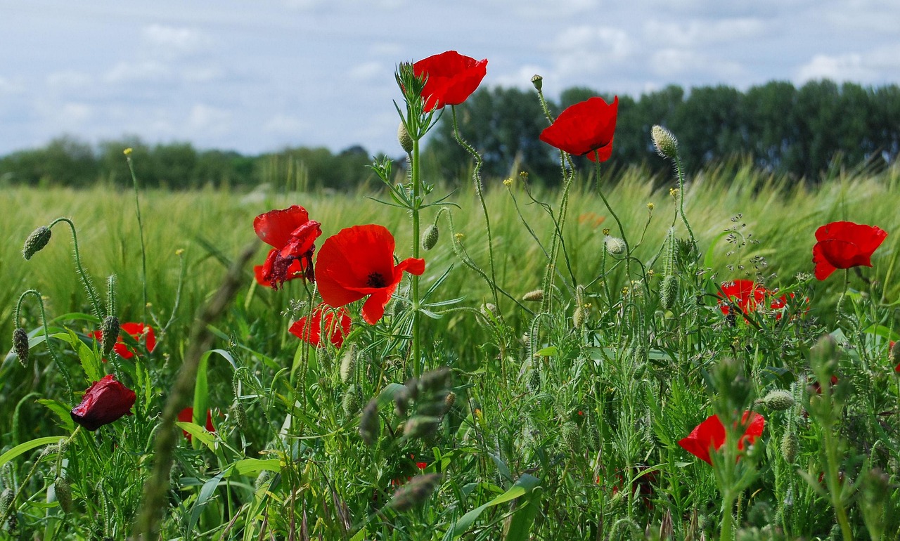 Poppy Field Coquelicot Papaver - Photo gratuite sur Pixabay - Pixabay