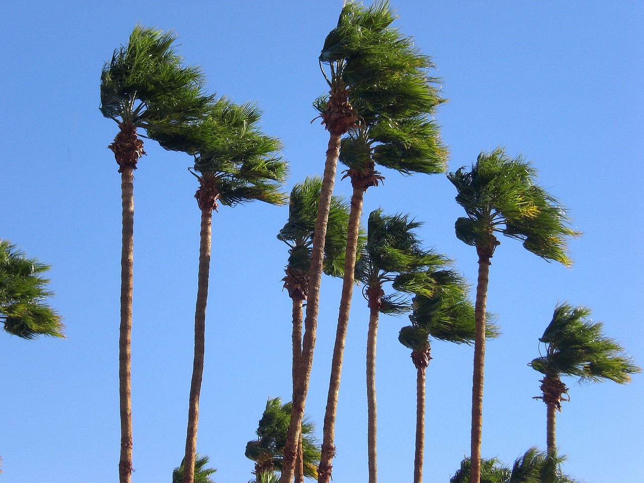 700+ Free Windy & Nature Photos - Pixabay