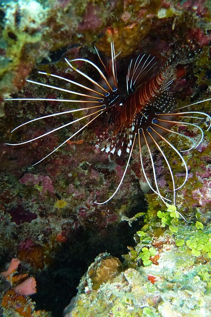 Ikan Singa Pasifik - Foto gratis di Pixabay - Pixabay