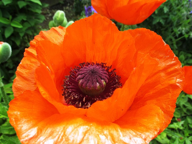Poppy Flower Red Close - Free photo on Pixabay