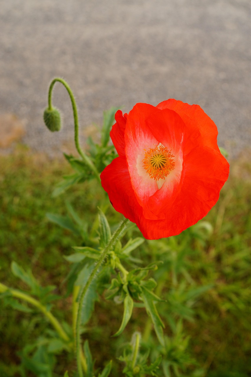 Poppy Blossom Bloom - Free photo on Pixabay - Pixabay