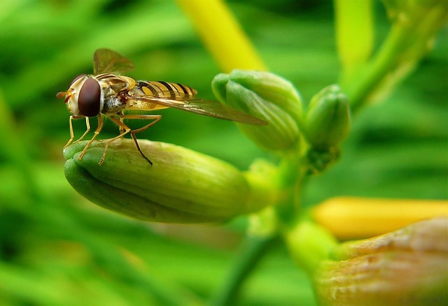 Floating Wasp Hover Fly Insect - Free photo on Pixabay