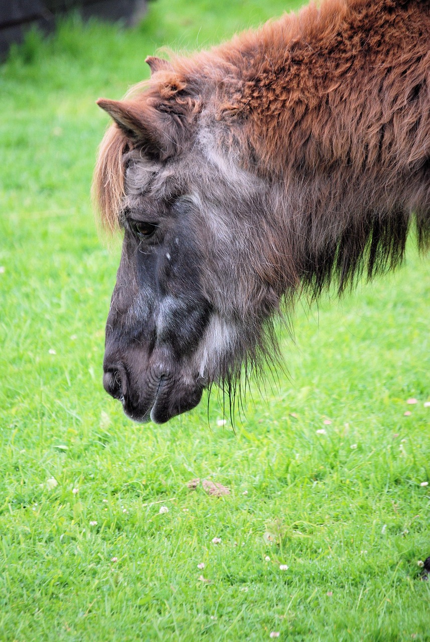 Pony Horse Grazing - Free photo on Pixabay