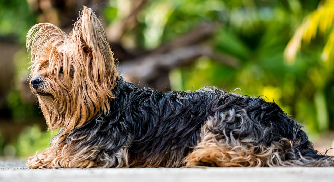 Yorkshire Terrier Kutya Kis - Ingyenes fotó a Pixabay-en - Pixabay