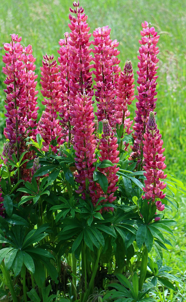 Lupine Lupiner Blomst - Gratis foto på Pixabay - Pixabay