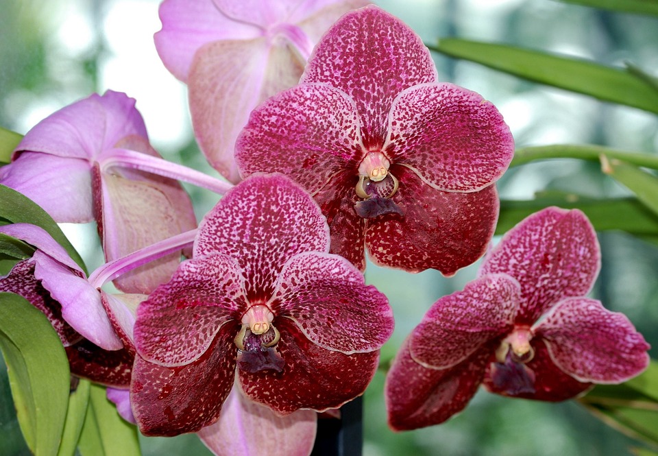 Orchid Orchidaceae Flower - Free photo on Pixabay - Pixabay