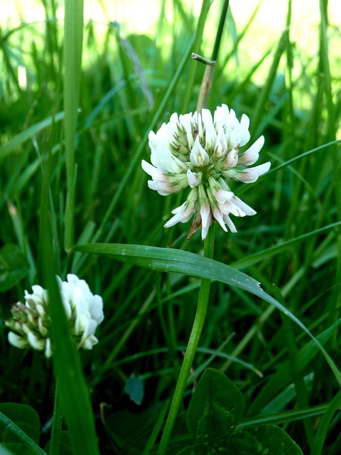 Nature Clover Meadow - Free photo on Pixabay - Pixabay